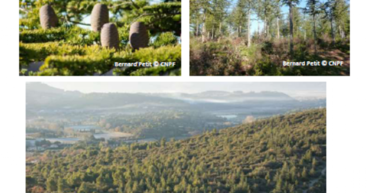 Synthèse introduction Cèdre de l'Atlas HdF 2022